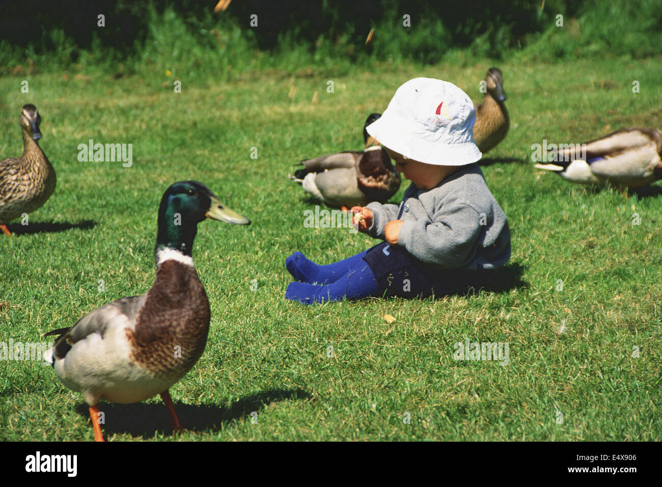Infant ducks hi-res stock photography and images - Alamy
