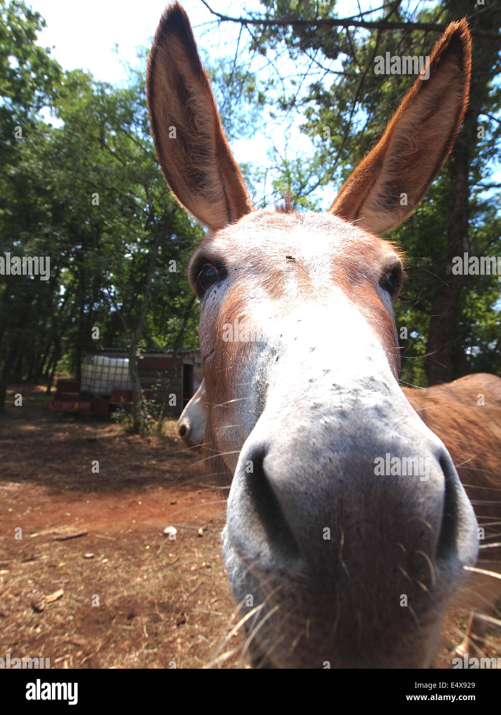 cute and funny donkey on the farm Stock Photo - Alamy