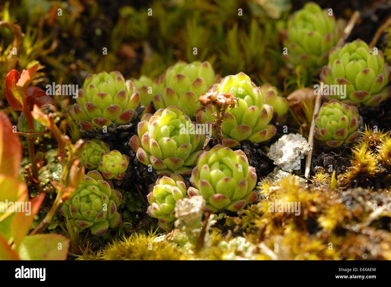 Sempervivum tectorum alpinum Stock Photo - Alamy