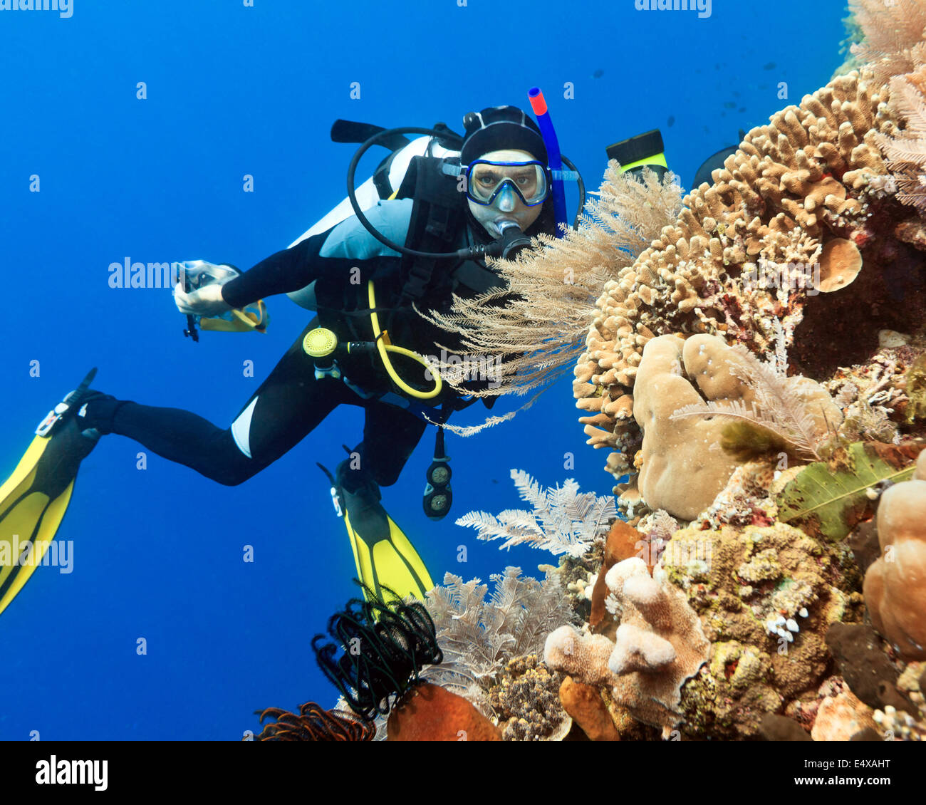 Scuba diver caribbean underwater scenery hi-res stock photography and ...