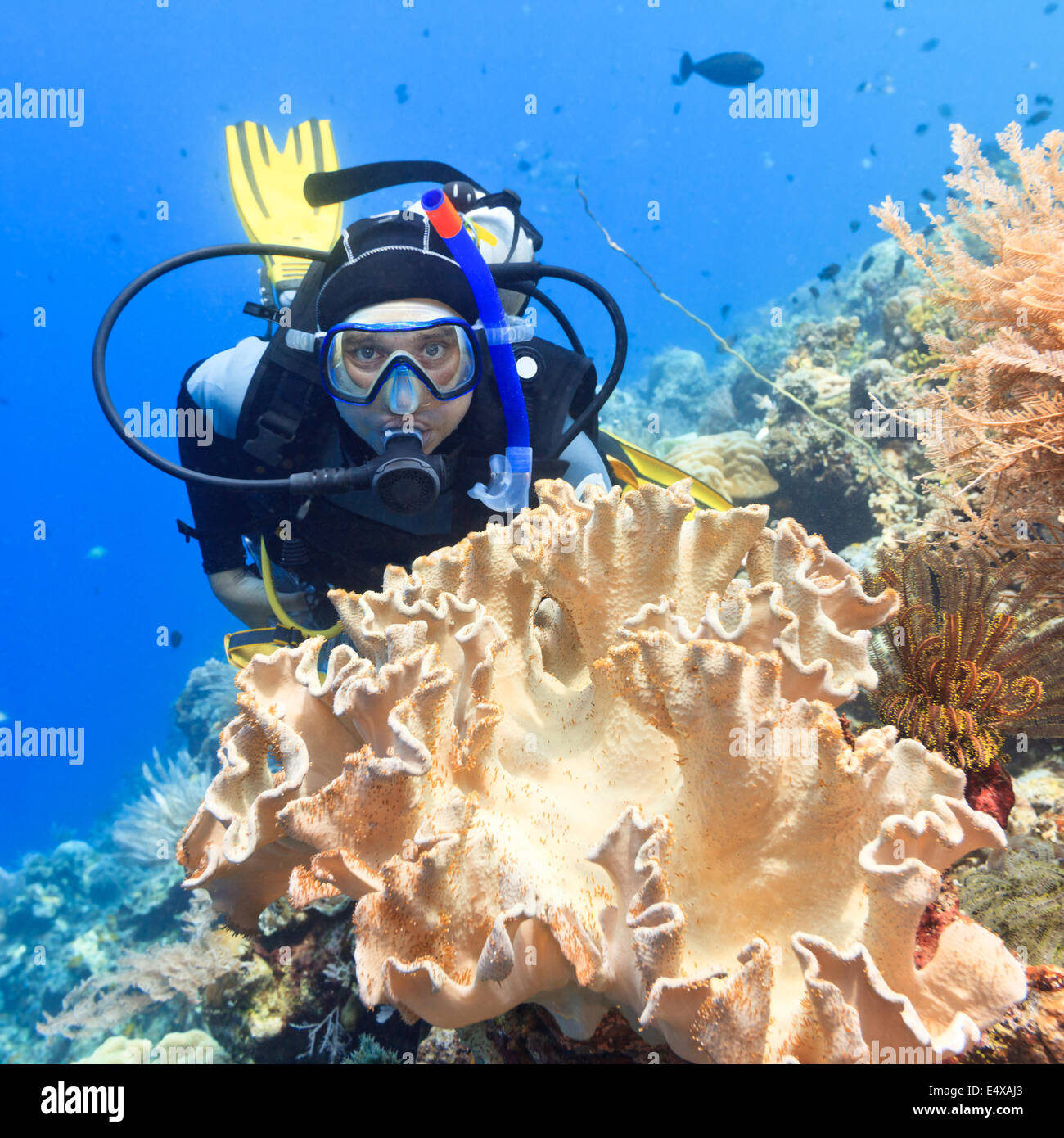 Scuba diver caribbean underwater scenery hi-res stock photography and ...