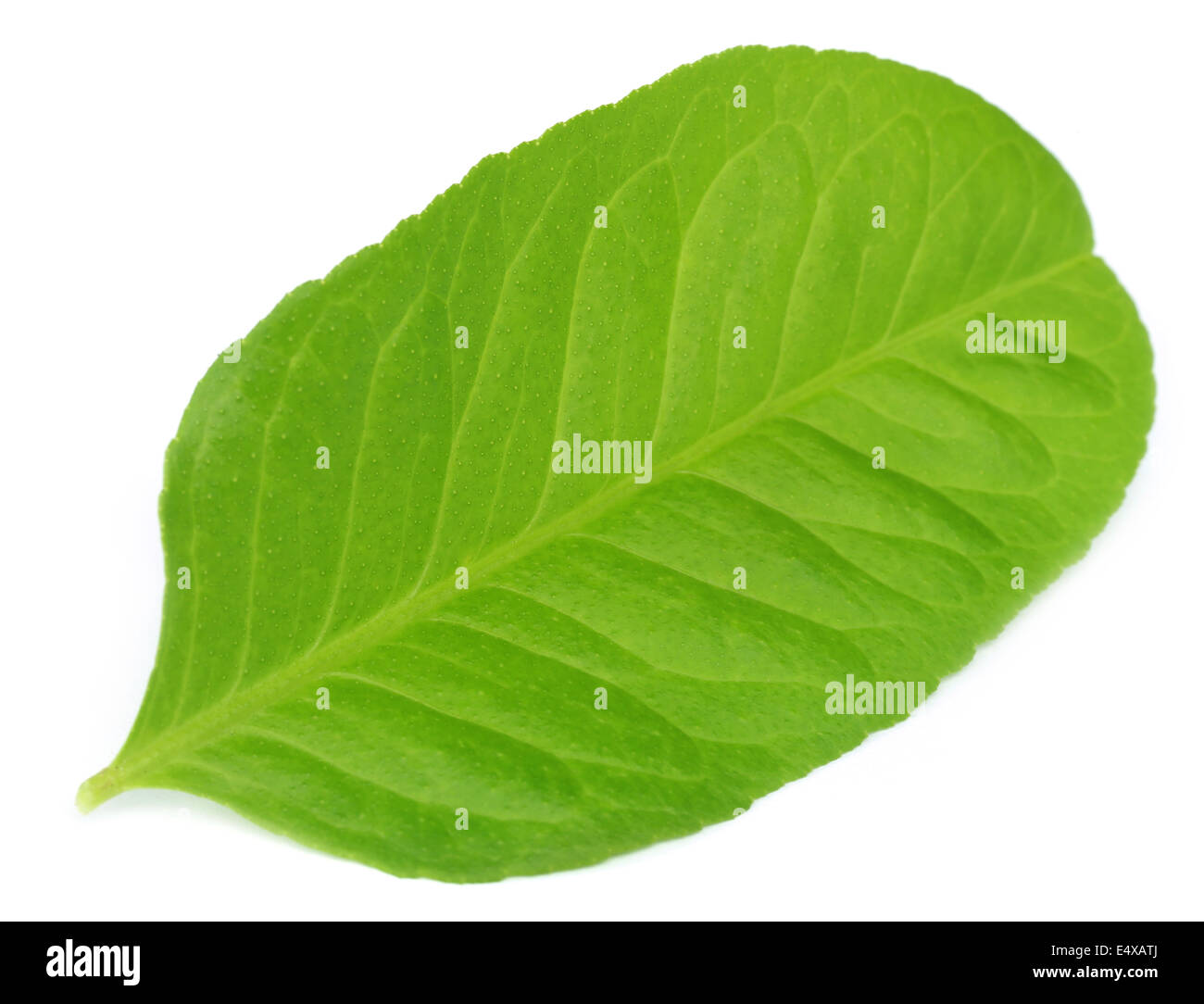 lemon leaf over white background Stock Photo - Alamy