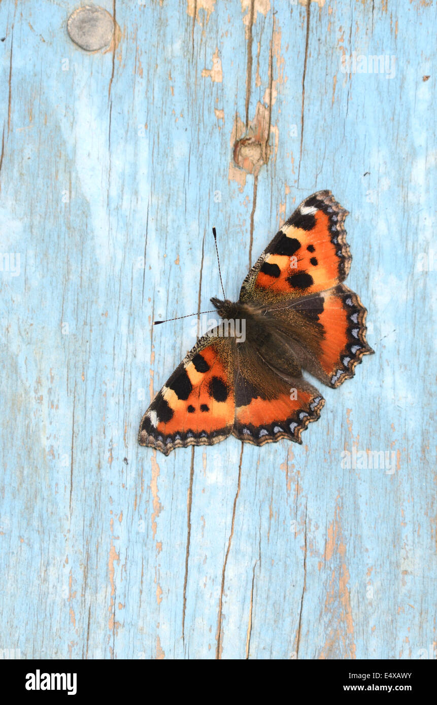 Old butterfly hi-res stock photography and images - Alamy