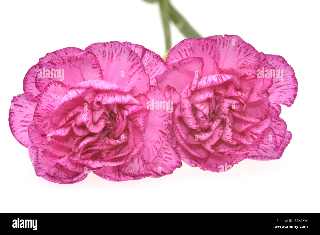 Carnations from front Stock Photo - Alamy