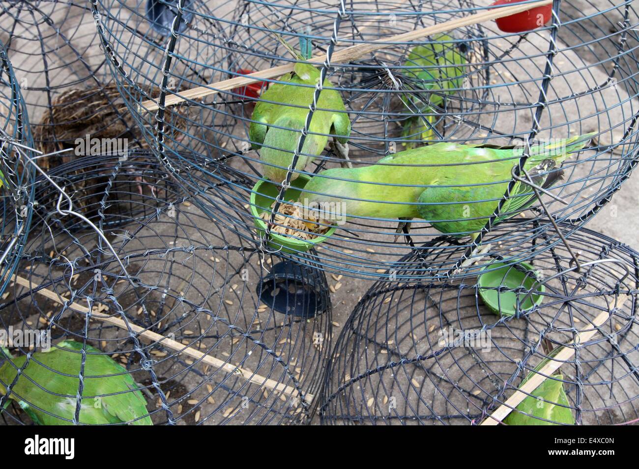 A mobile Vendors sell Wild bird “parrots” and others Wild birds in the ...