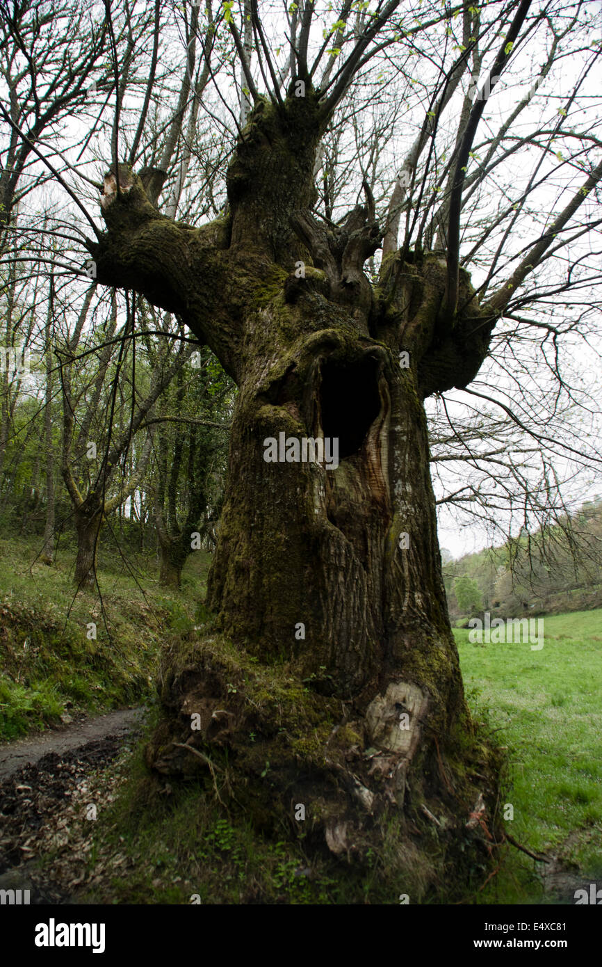 Long walk endless lautloser schrei crying tree arbol llorando ...