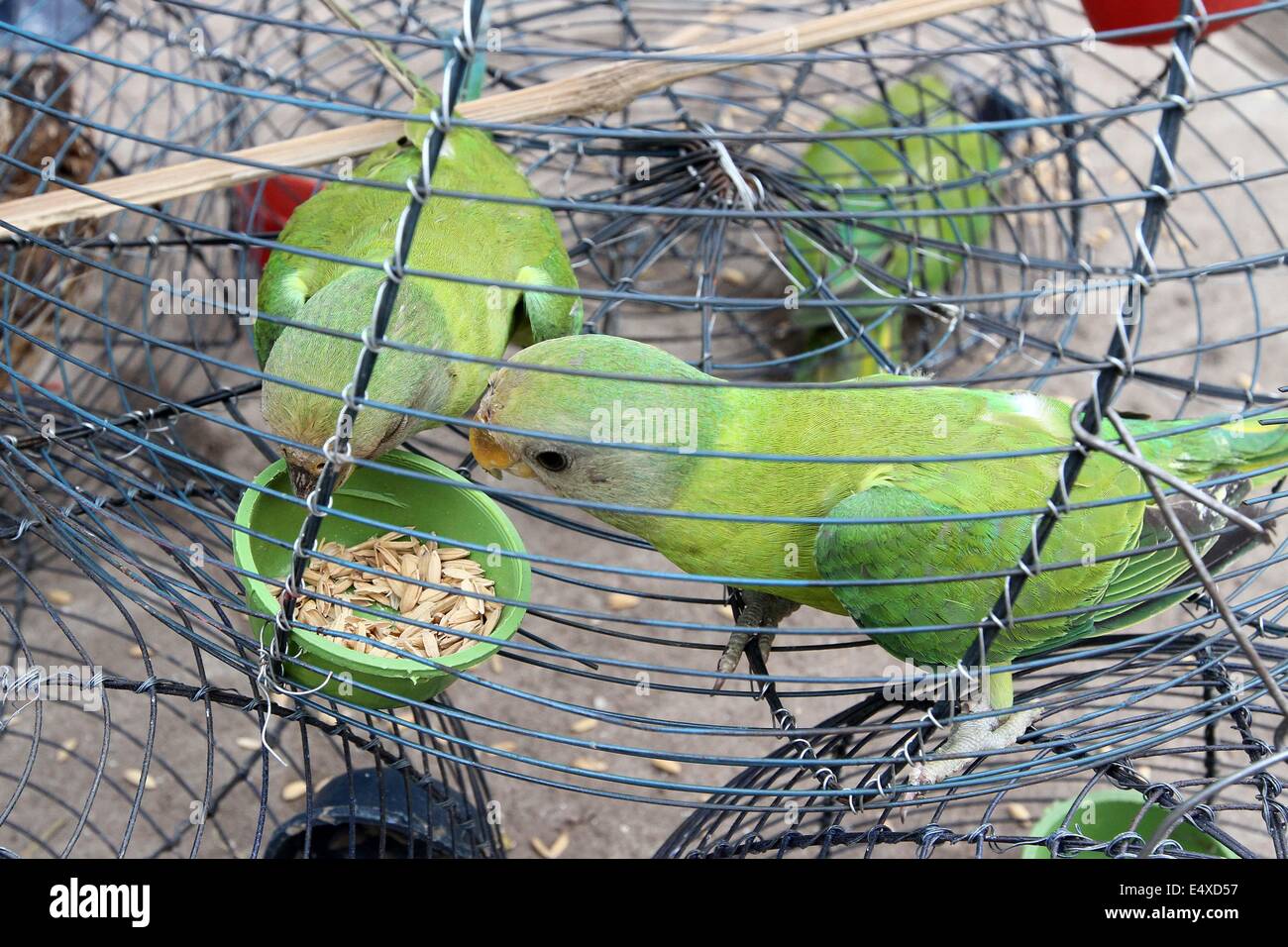 A mobile Vendors sell Wild bird “parrots” and others Wild birds in the ...