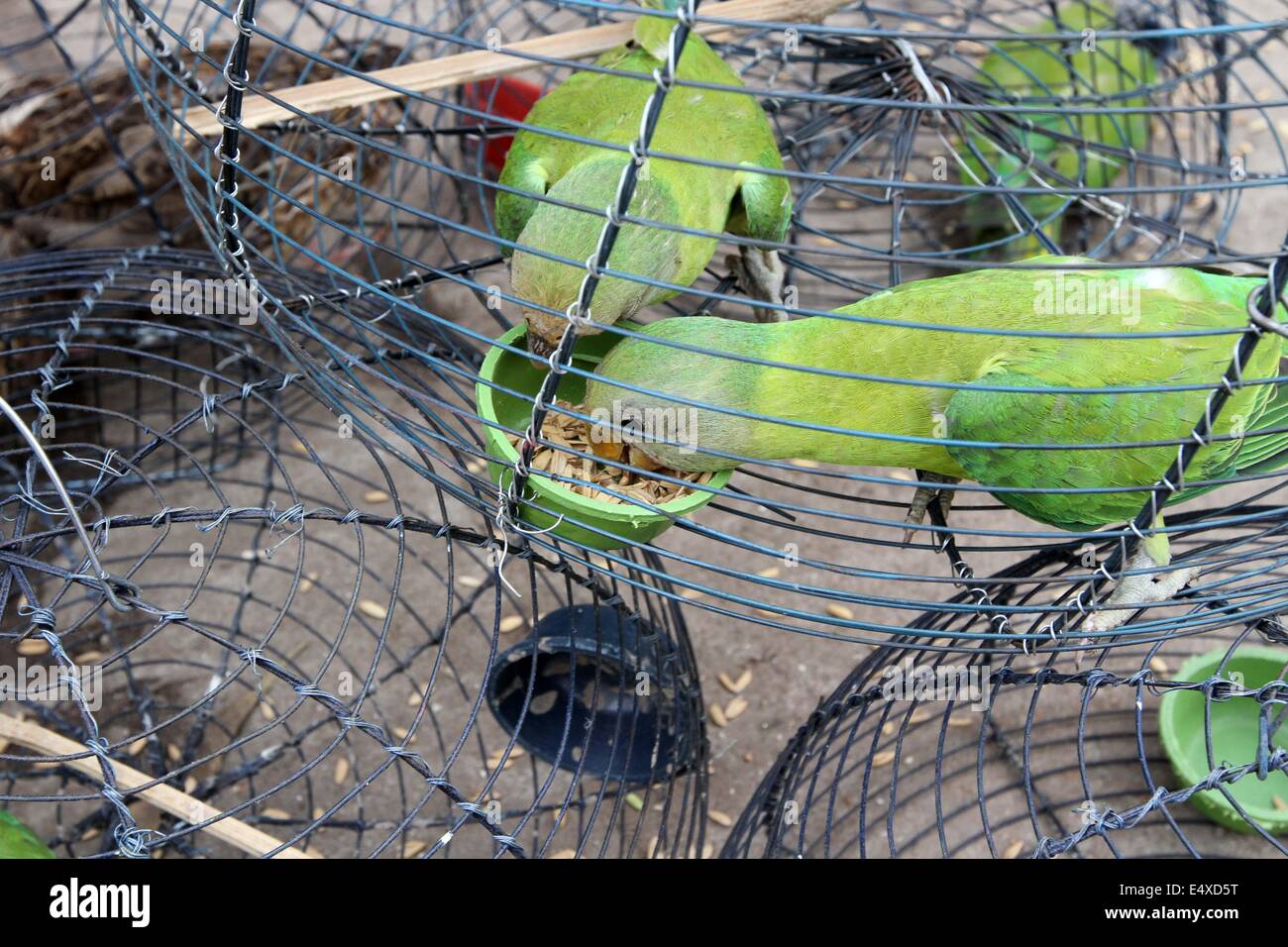 Indian Wildlife Protection Act High Resolution Stock Photography and ...
