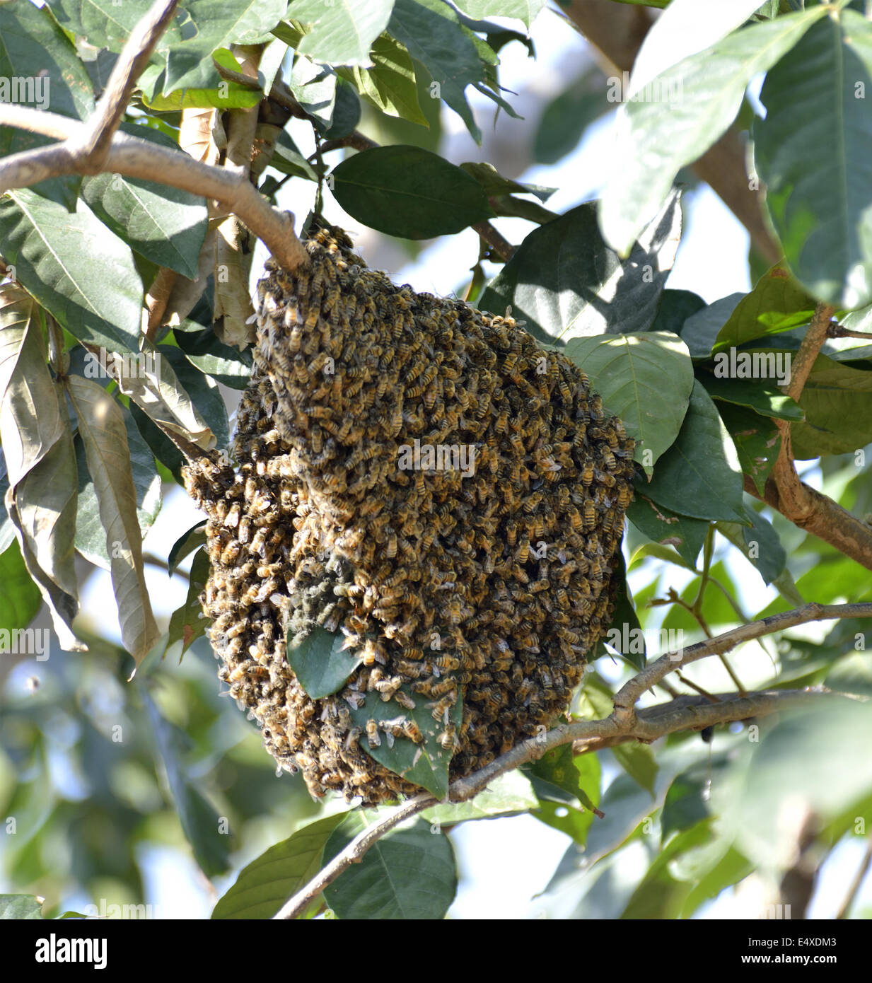 Honey Bee Swarm Stock Photo - Alamy