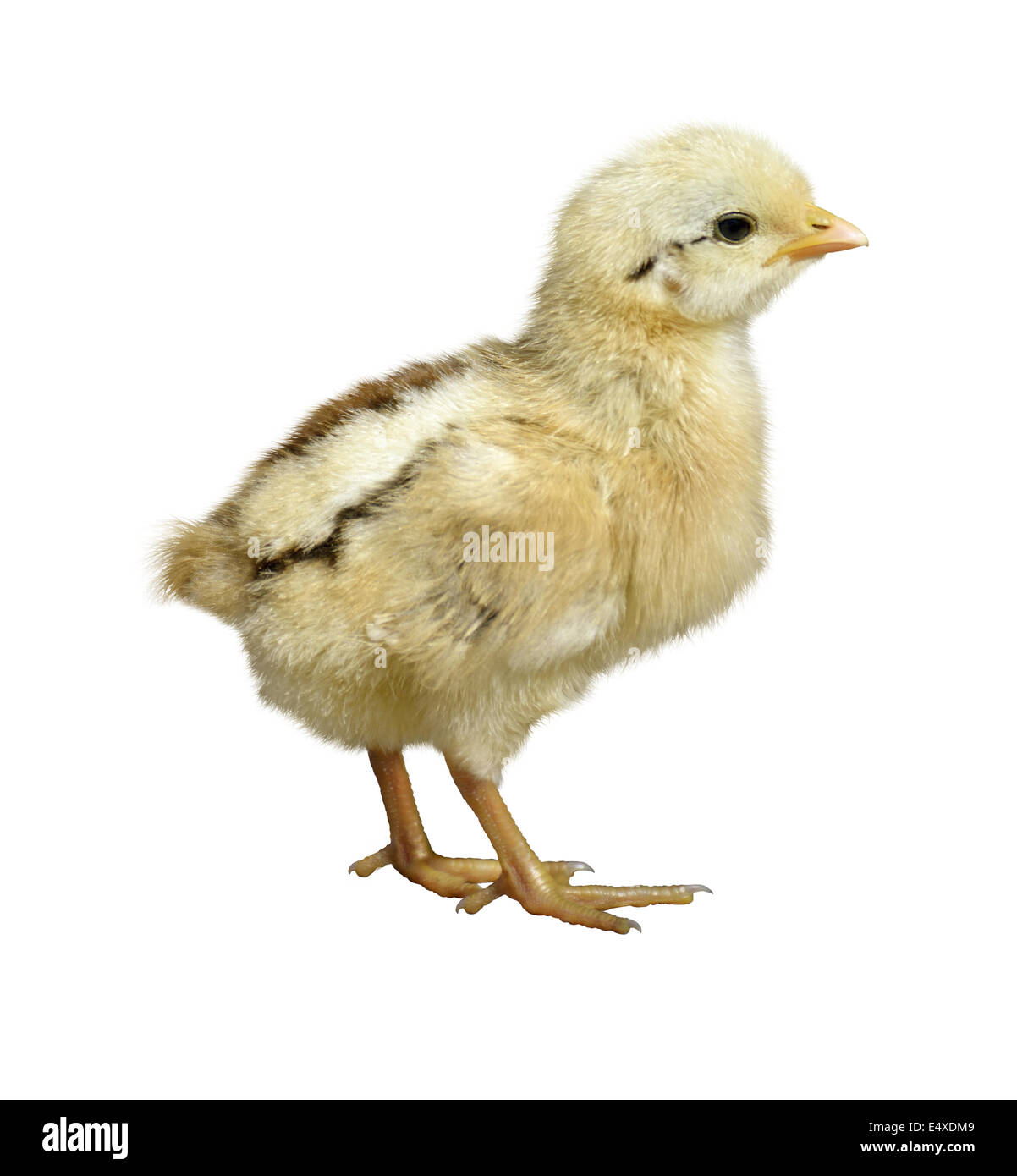 Chicken little hi-res stock photography and images - Alamy