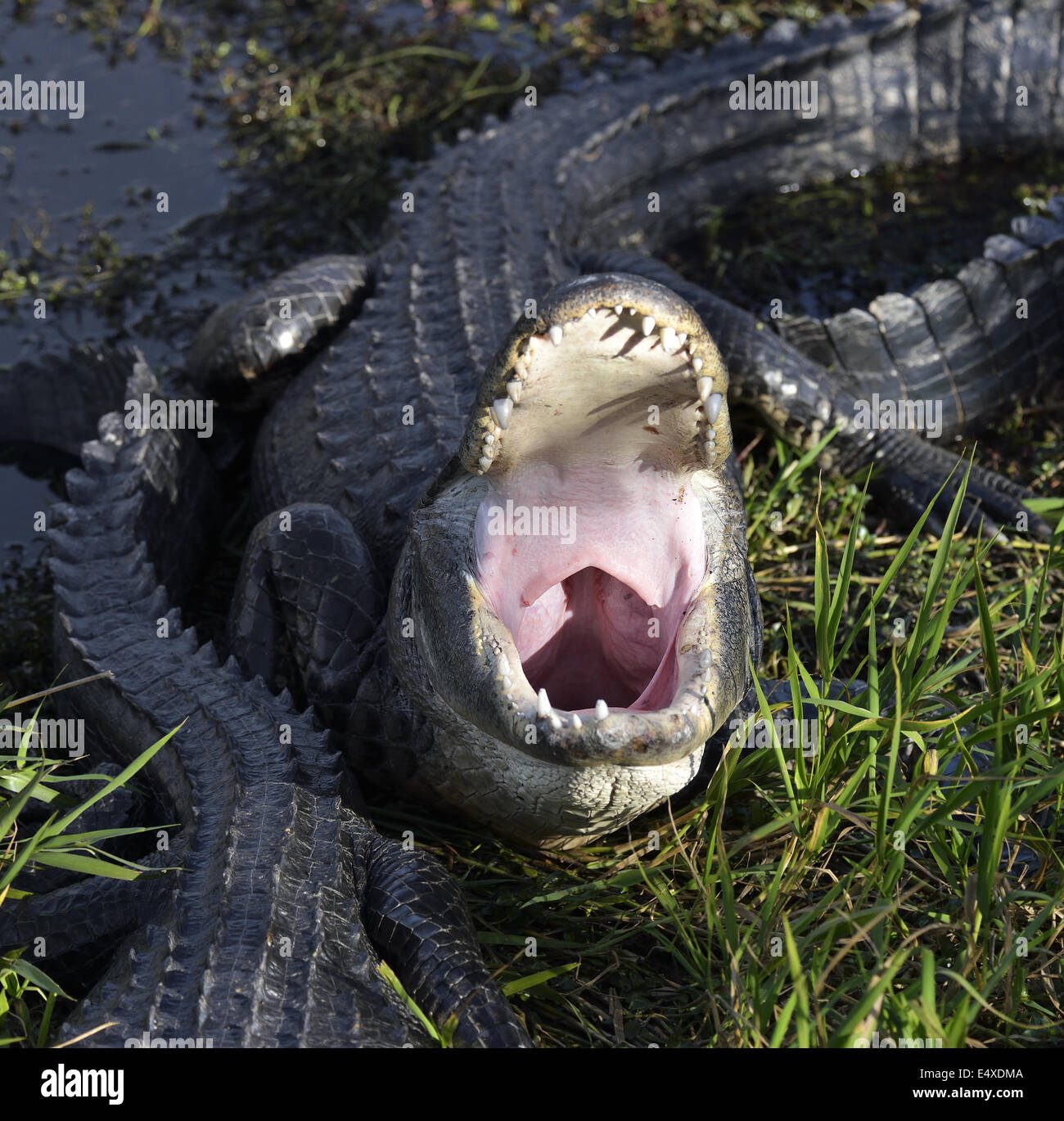 Alligator with mouth open hi-res stock photography and images - Alamy