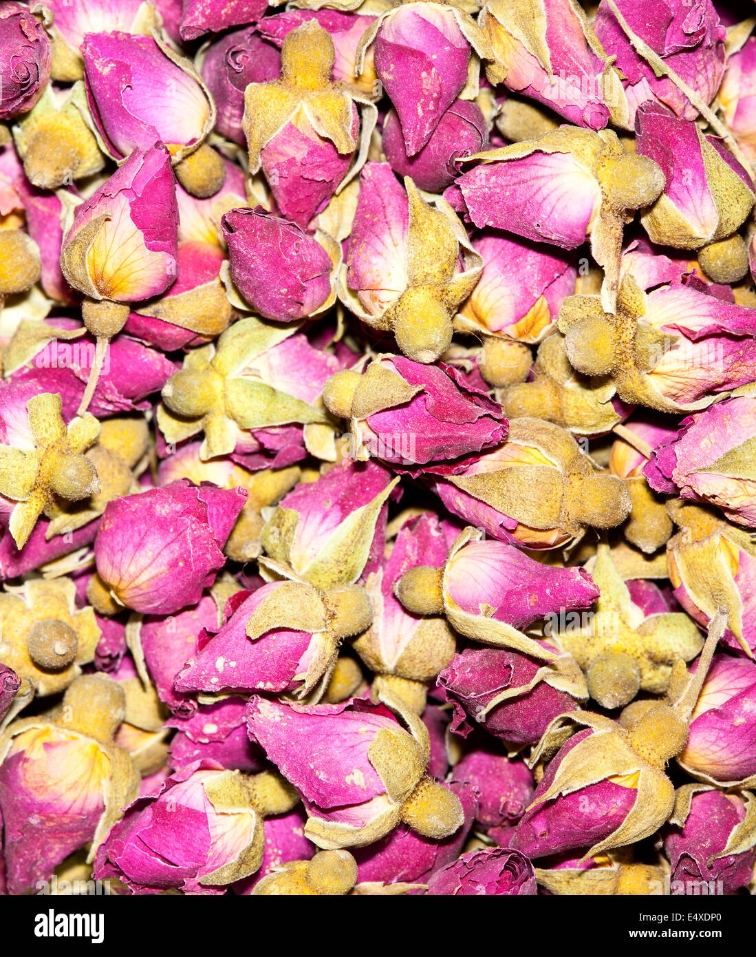 English tea rose hi-res stock photography and images - Alamy