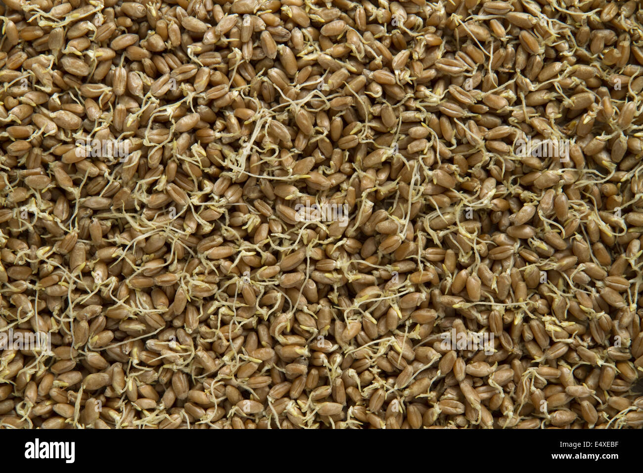 Sprouted wheat grains hi-res stock photography and images - Alamy