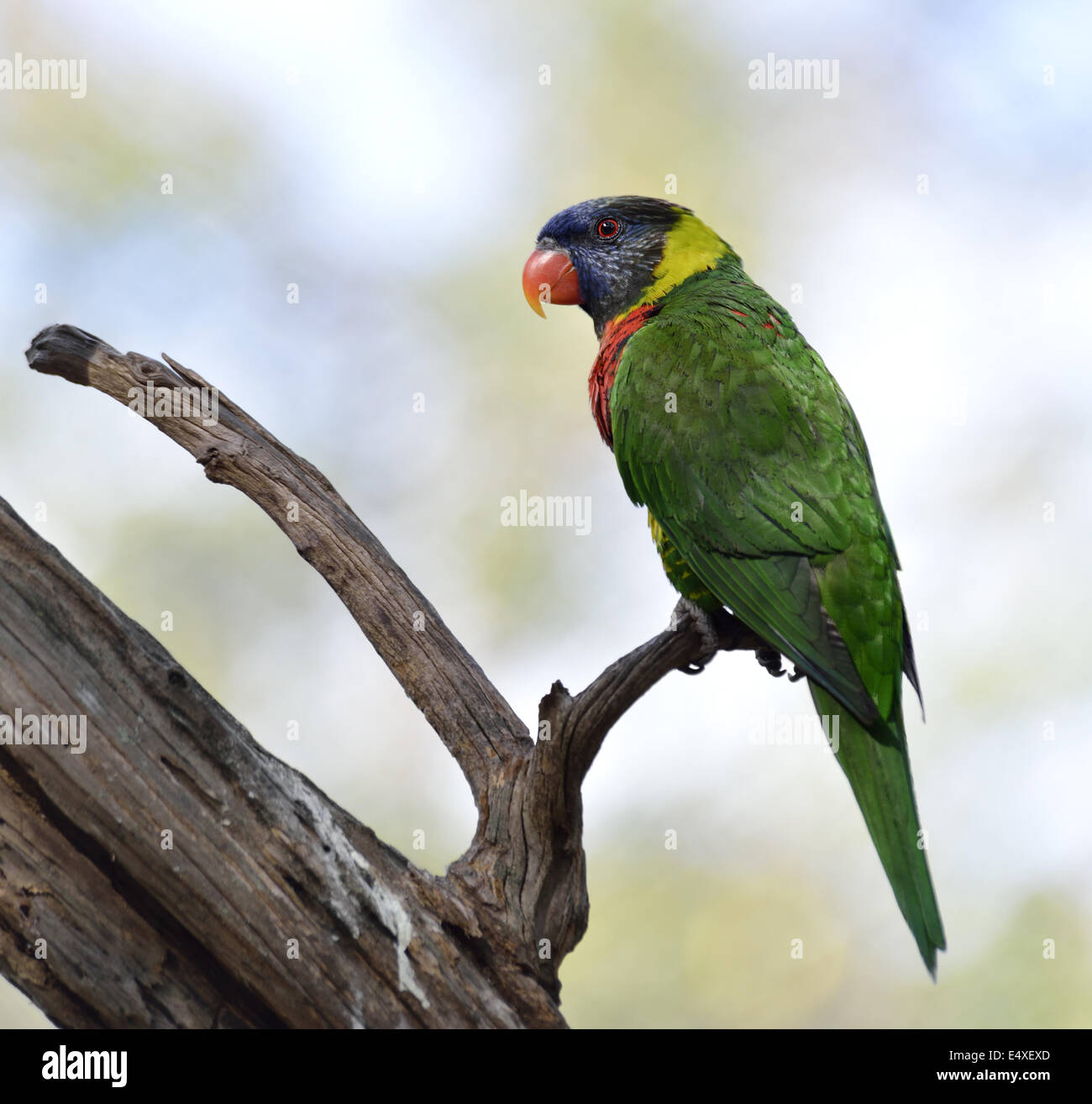 Colorful parrot hi-res stock photography and images - Alamy