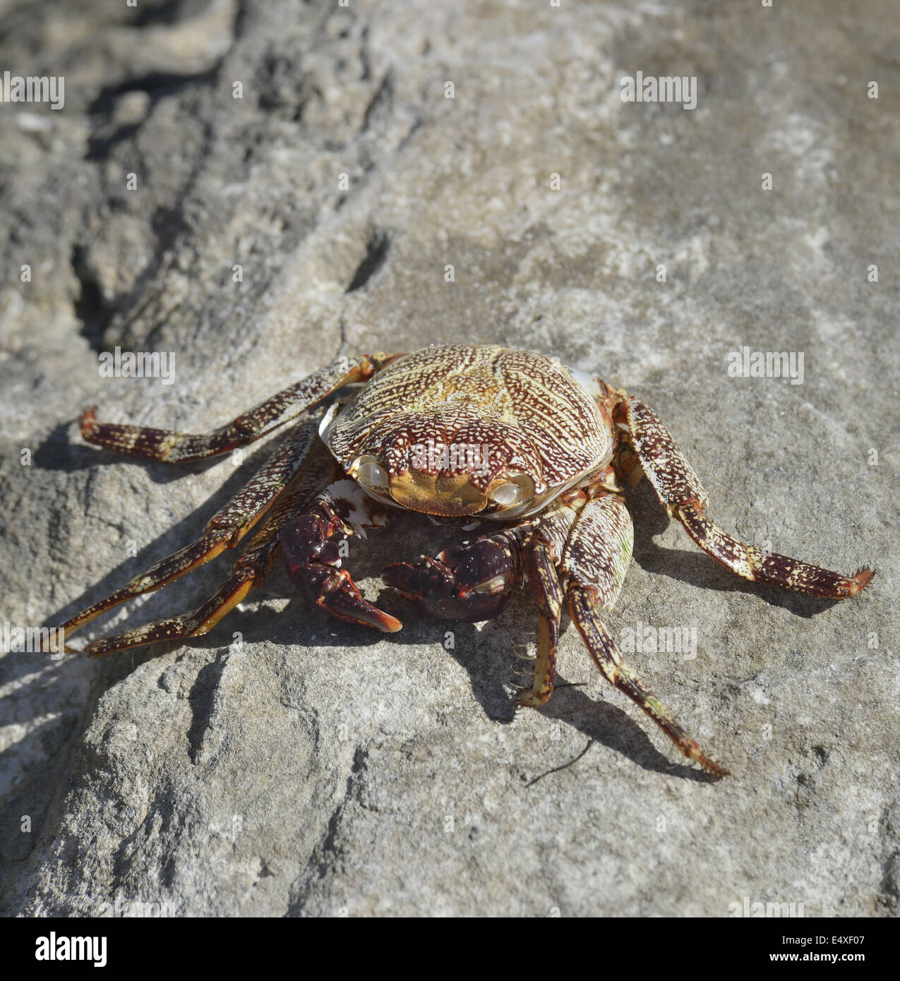 Colorful crab hi-res stock photography and images - Alamy