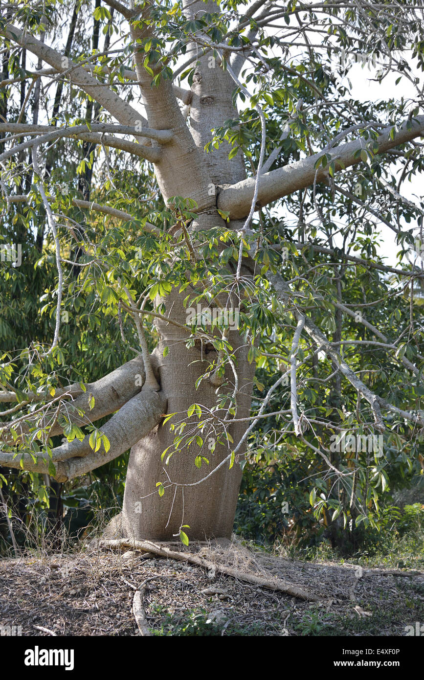 Jacaratia tree hi-res stock photography and images - Alamy
