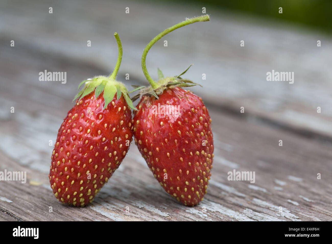Two strawberries hi-res stock photography and images - Alamy