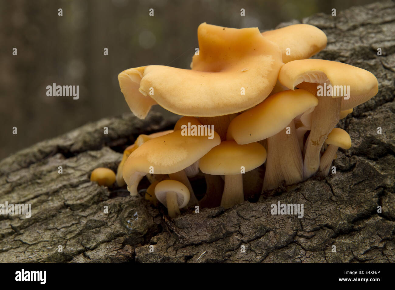 Mushrooms growing on tree stump hi-res stock photography and images - Alamy