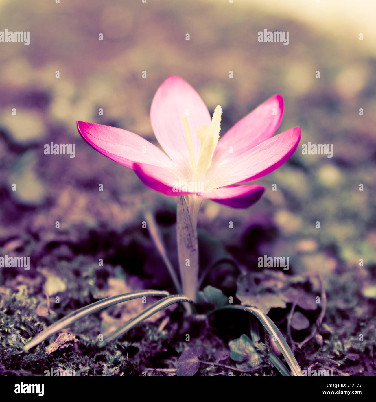 Crocus cultivars hi-res stock photography and images - Alamy