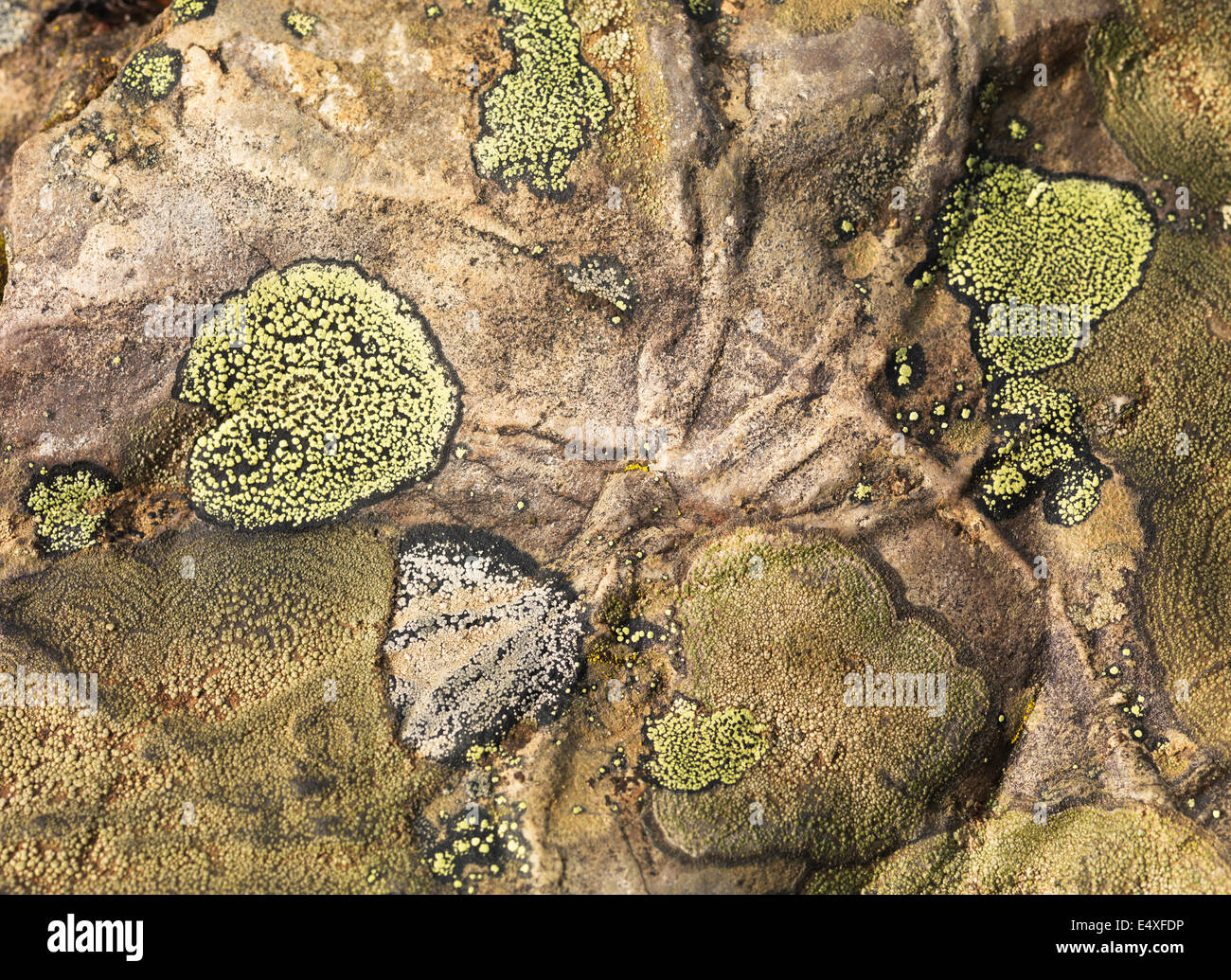 Lichen banff national park alberta hi-res stock photography and images ...