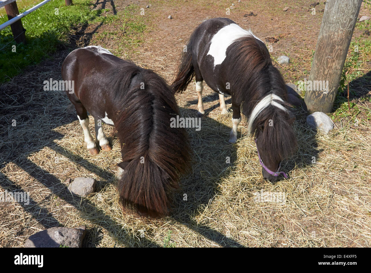 two small ponies eating hay Stock Photo - Alamy