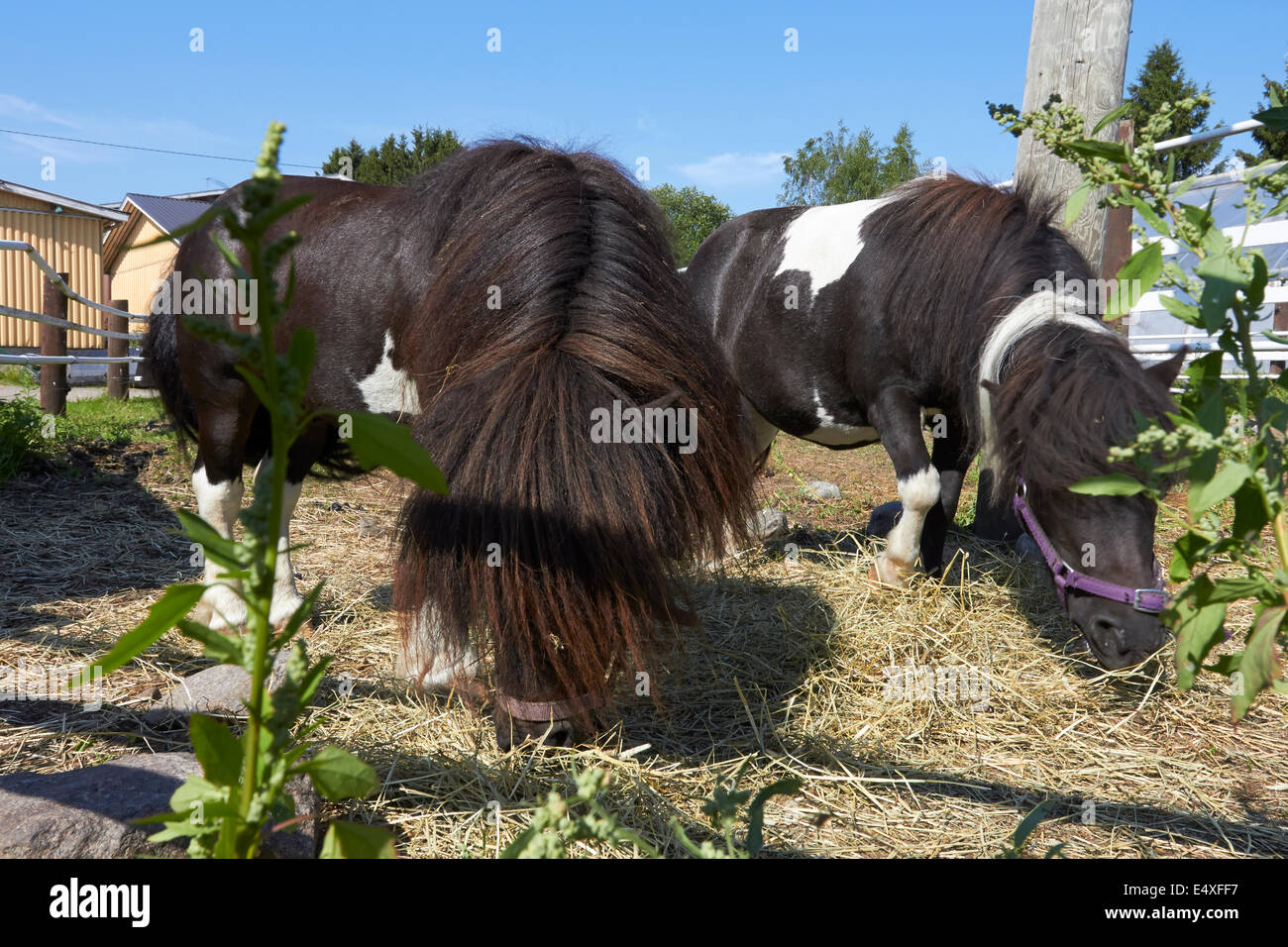 two small ponies eating hay Stock Photo - Alamy