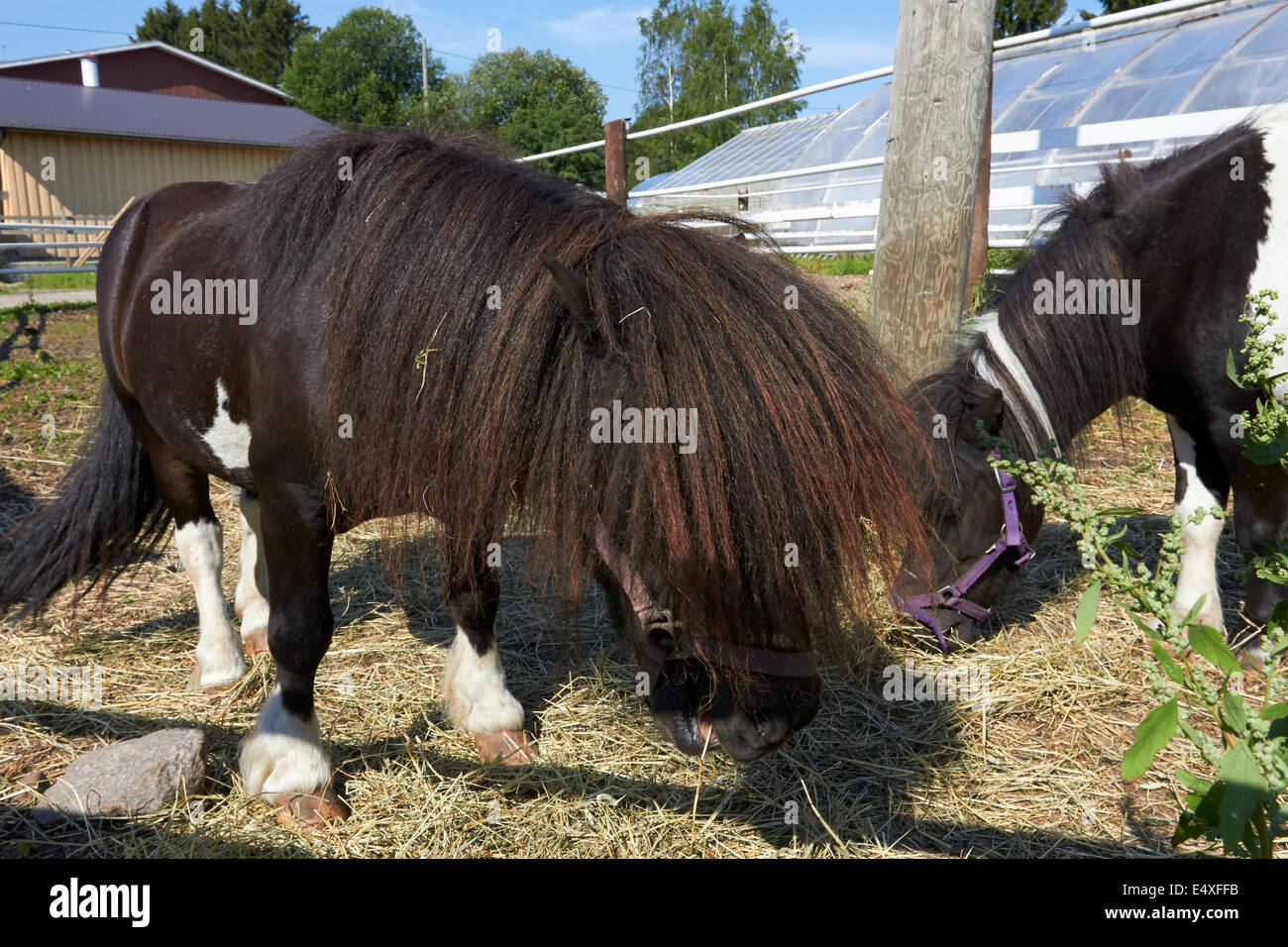 two small ponies eating hay Stock Photo - Alamy