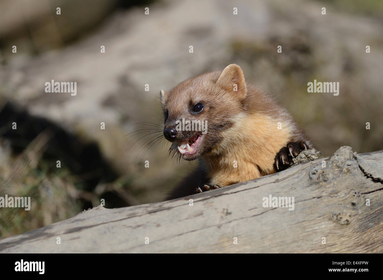 Pine Marten Teeth