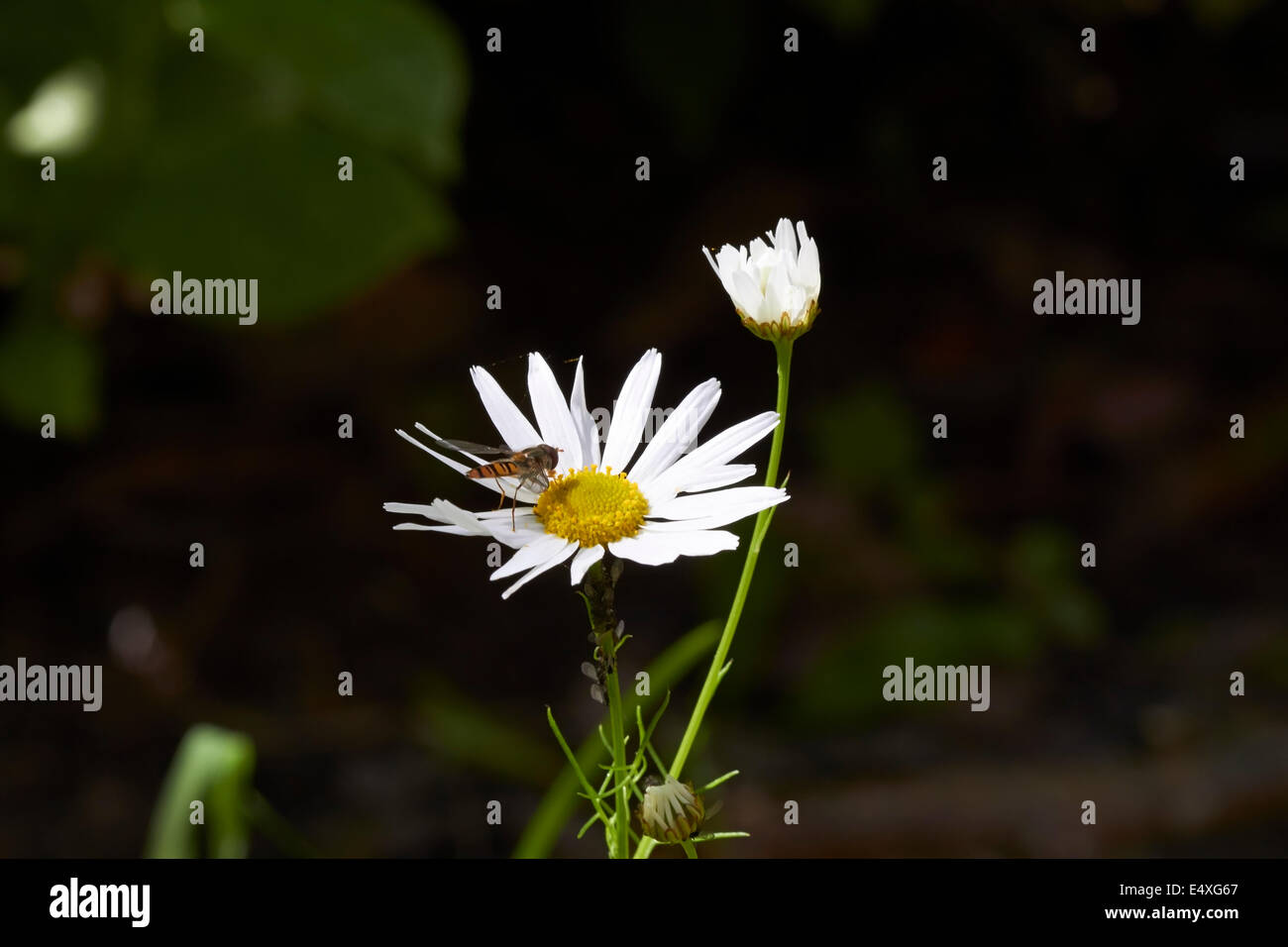 Episyrphus balteatus, marmalade hoverfly, on Tripleurospermum inodorum ...