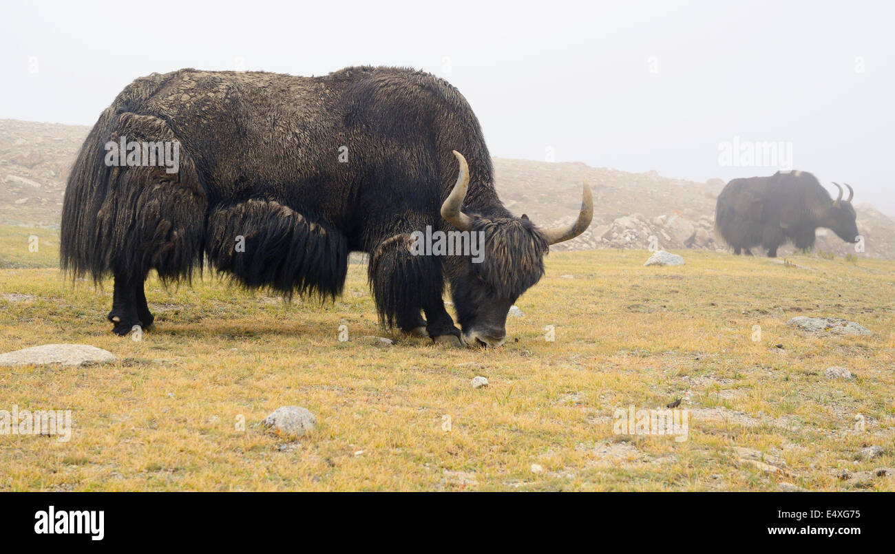 Tibetan yaks on pasture Stock Photo - Alamy