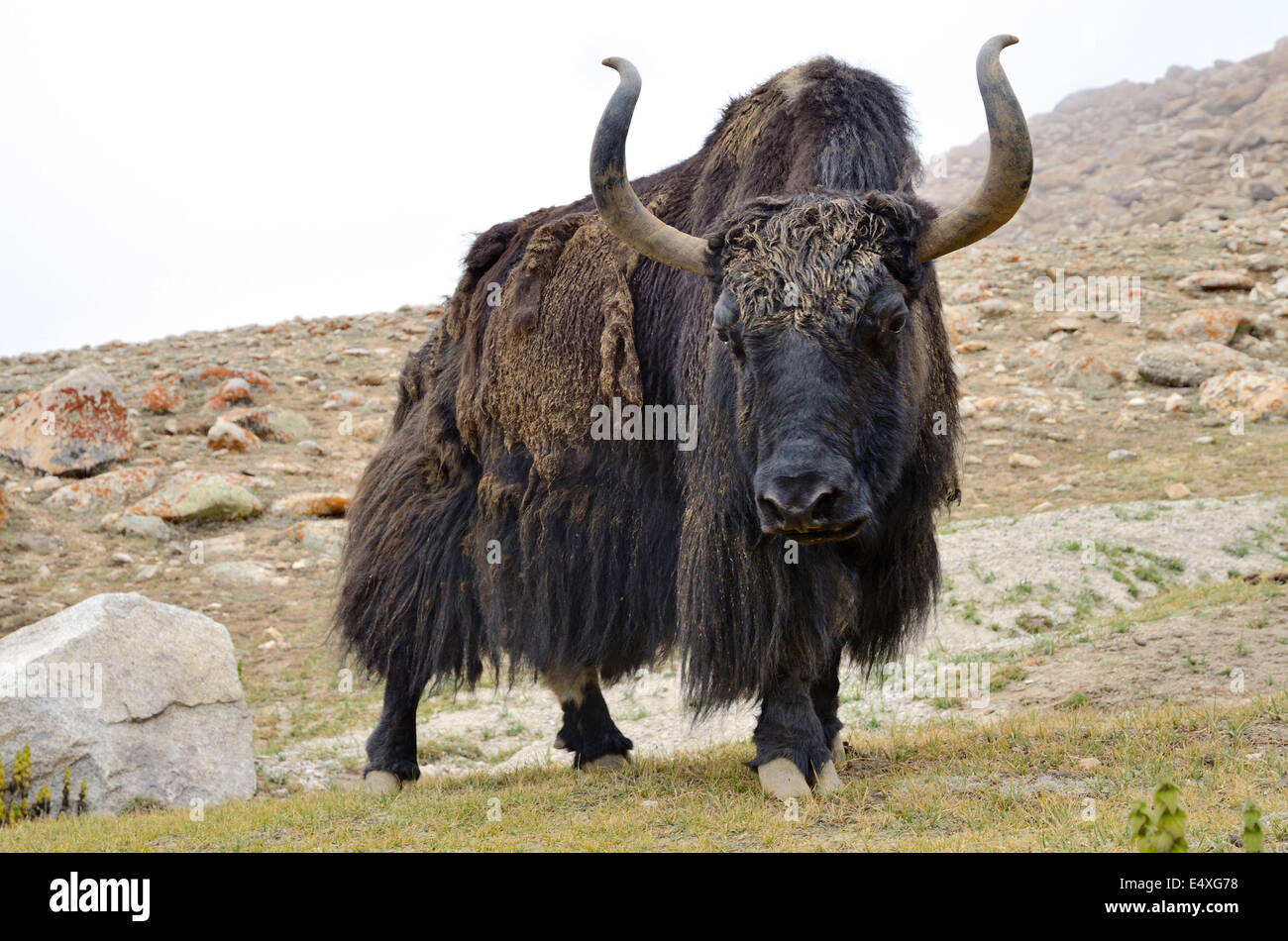 Brown tibetan yak Stock Photo - Alamy