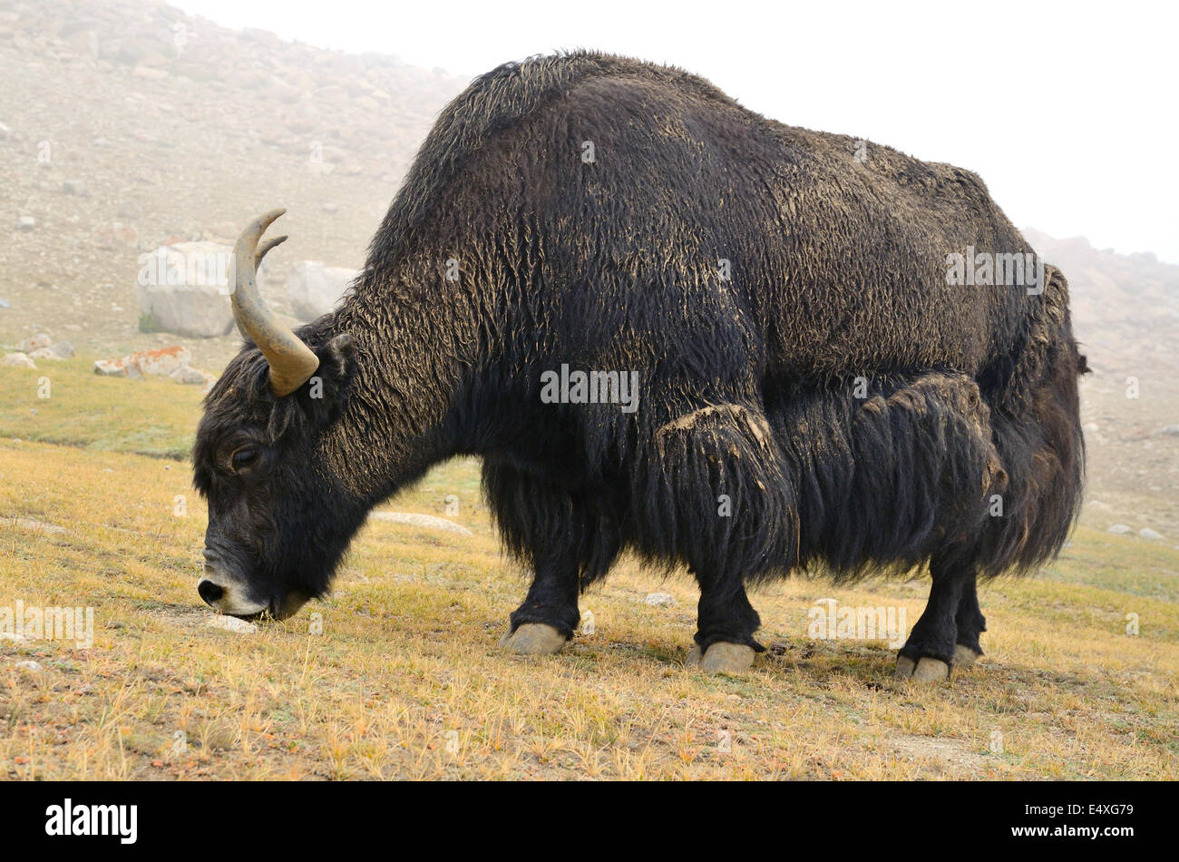 Tibetan horn hi-res stock photography and images - Alamy