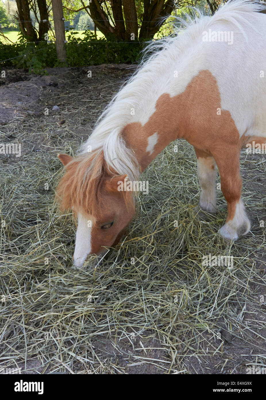 small pony eating hay Stock Photo - Alamy