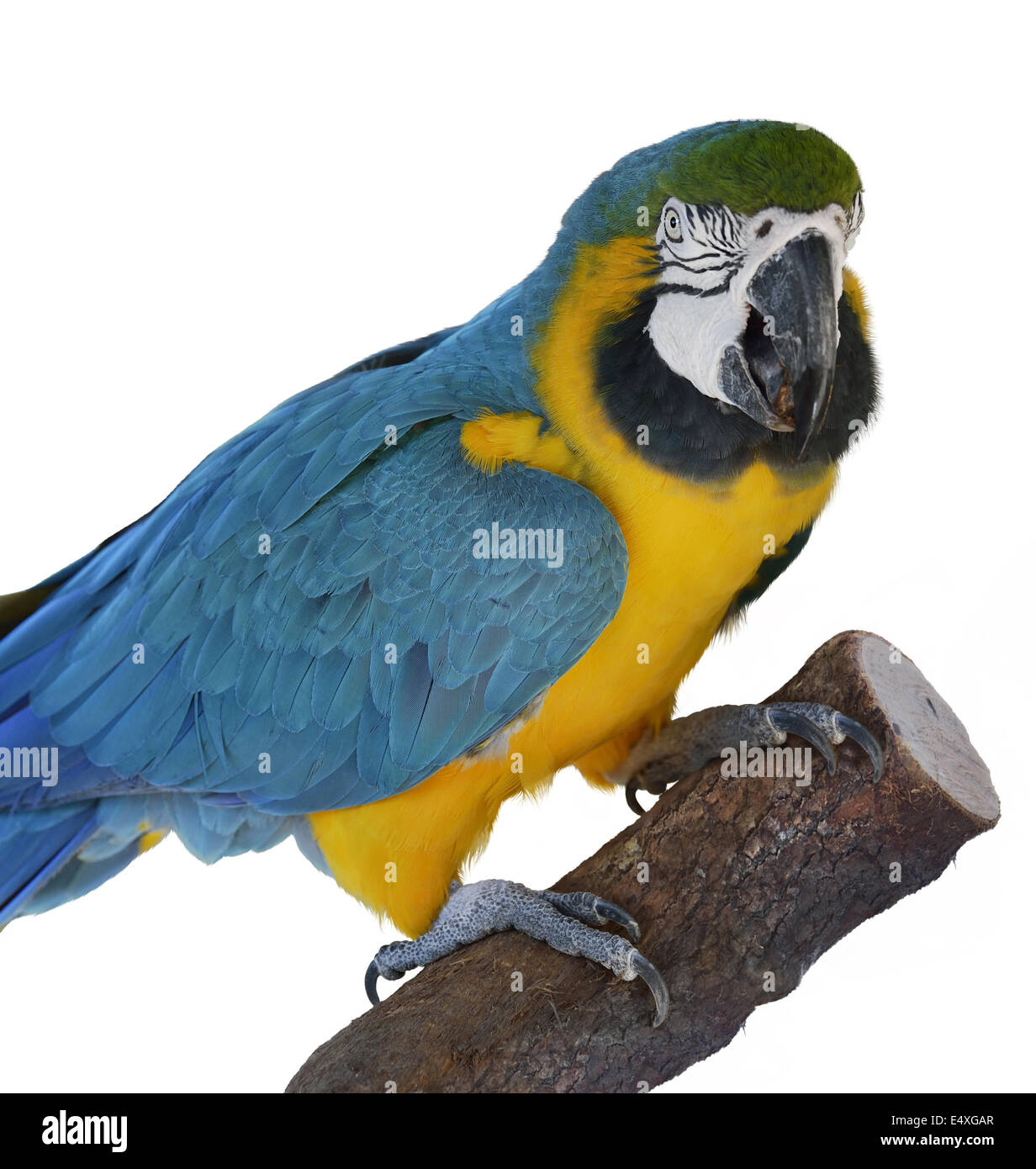 Parrot perching hi-res stock photography and images - Alamy