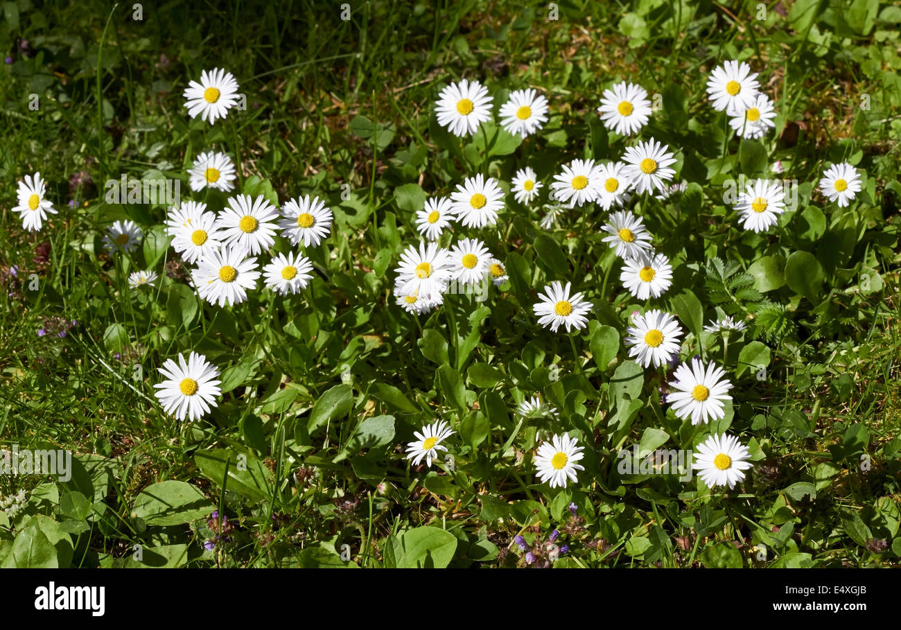 Bellis perennis, common daisy Stock Photo - Alamy