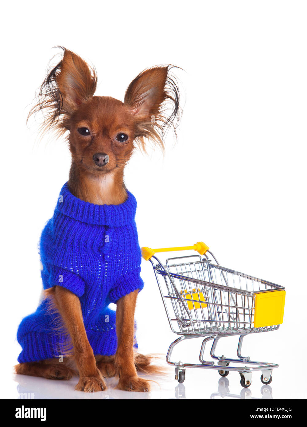 Funny little dog Stock Photo - Alamy
