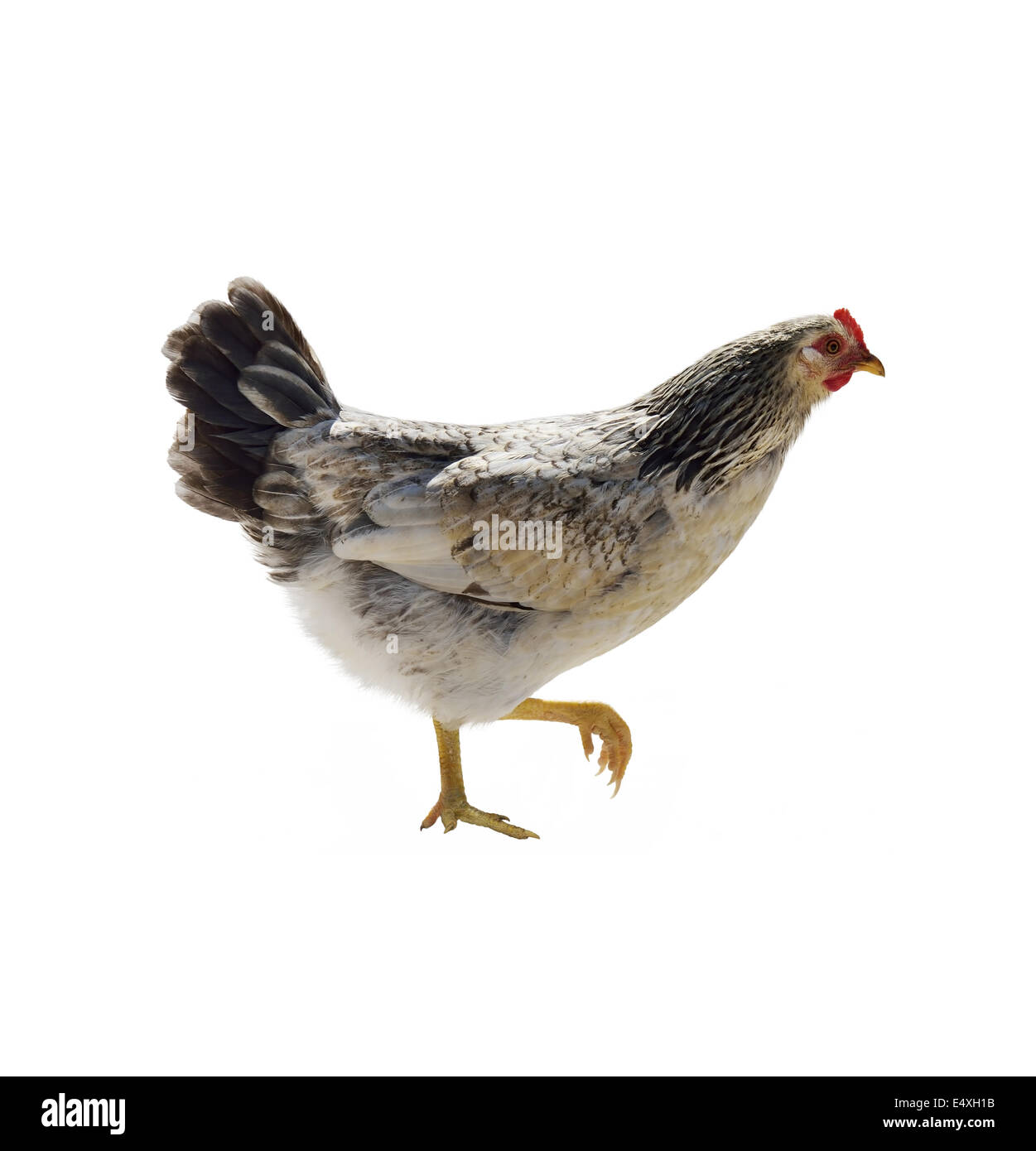 Hen Cut Out Stock Images & Pictures - Alamy