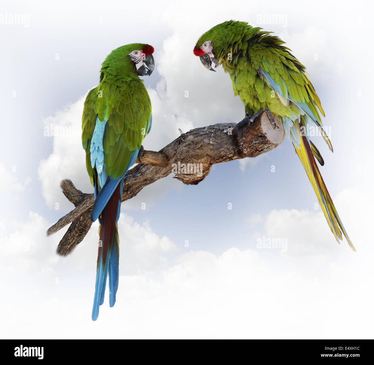 Parrots Cut Out Stock Images & Pictures - Alamy