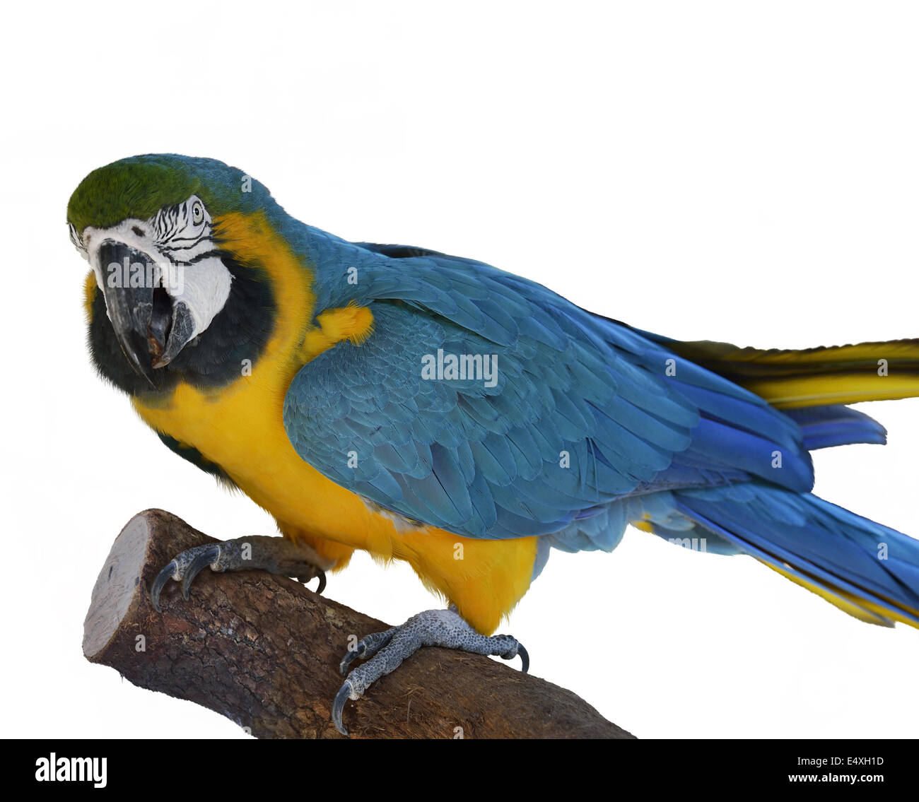 Perching parrot hi-res stock photography and images - Alamy