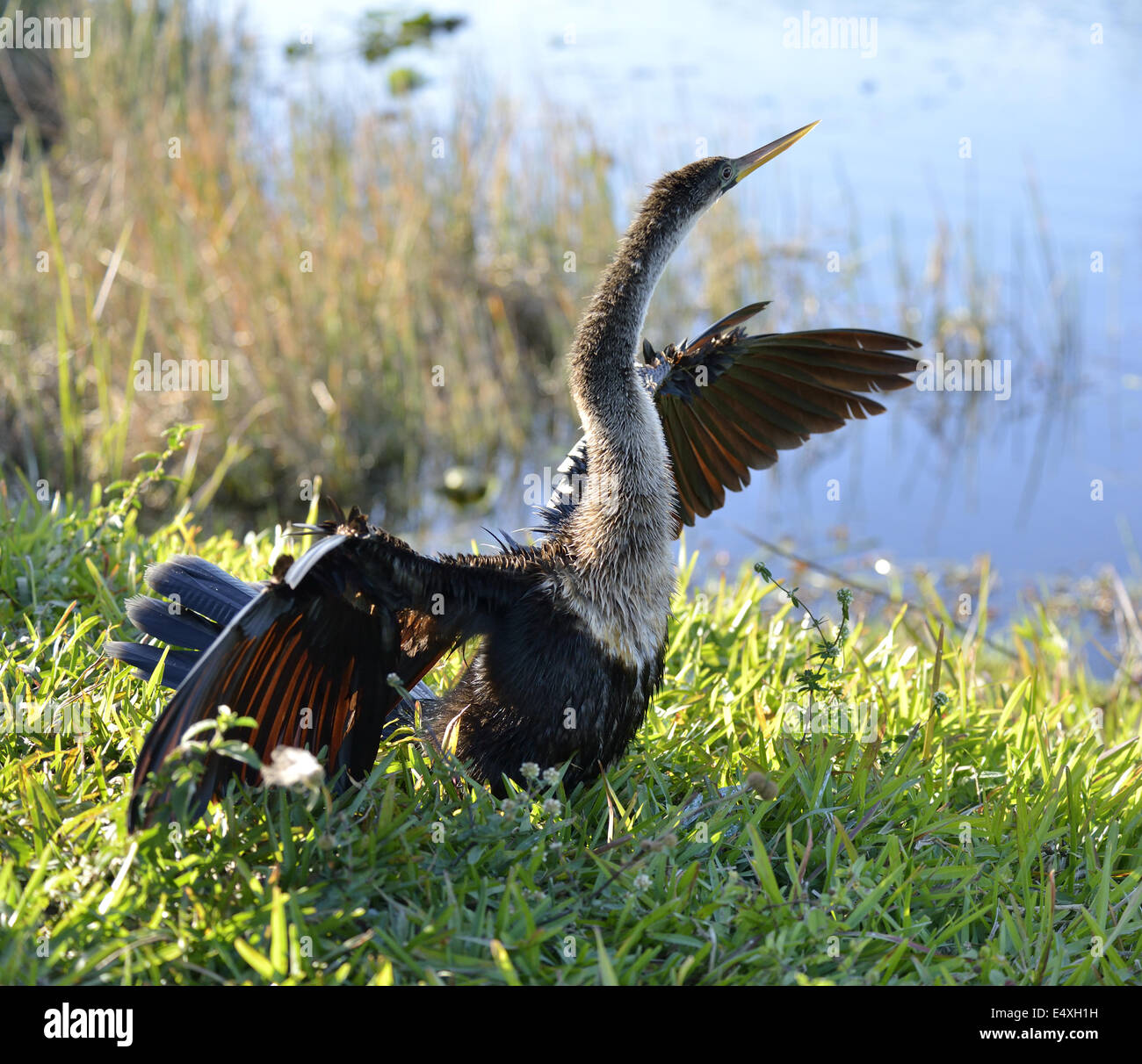 Anhinga bird hi-res stock photography and images - Alamy