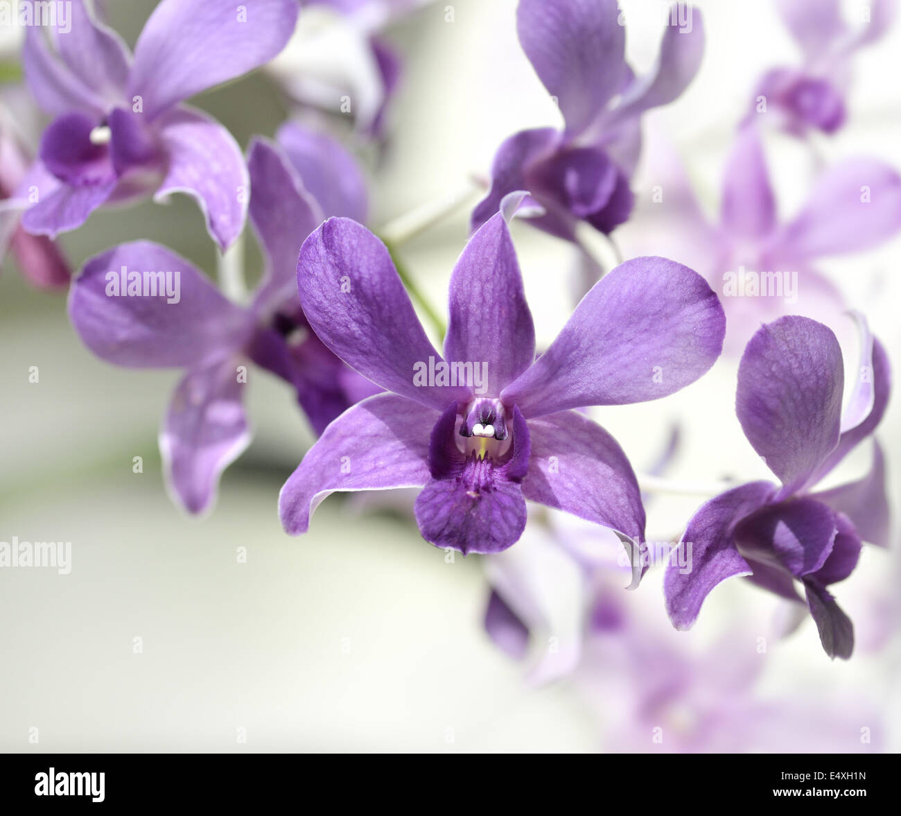 Purple Orhid Flowers Stock Photo - Alamy