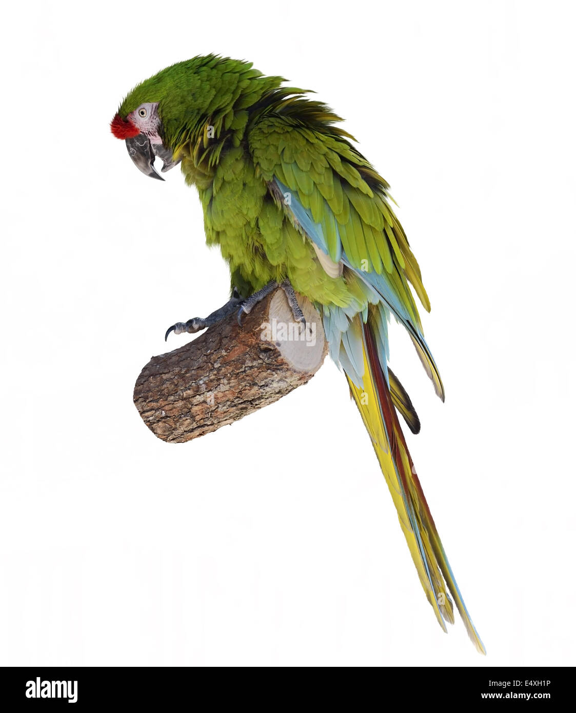 Macaw Cut Out Stock Images & Pictures - Alamy