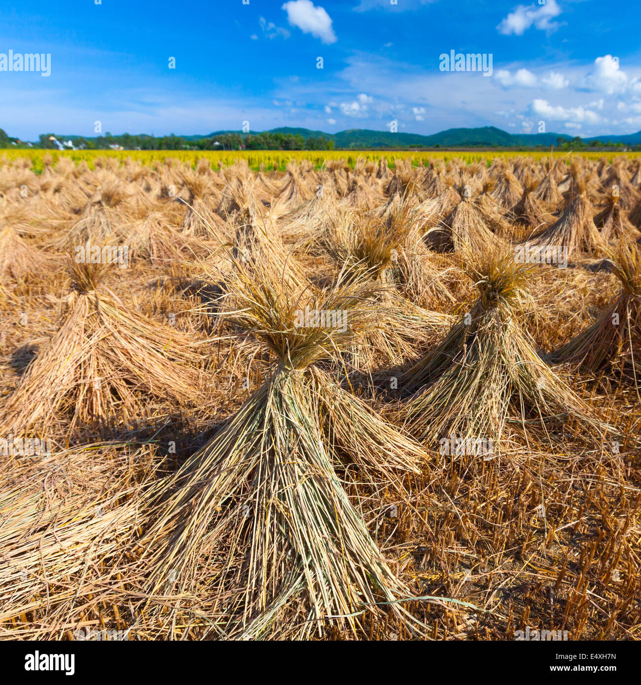 Vietnamese harvest hi-res stock photography and images - Alamy
