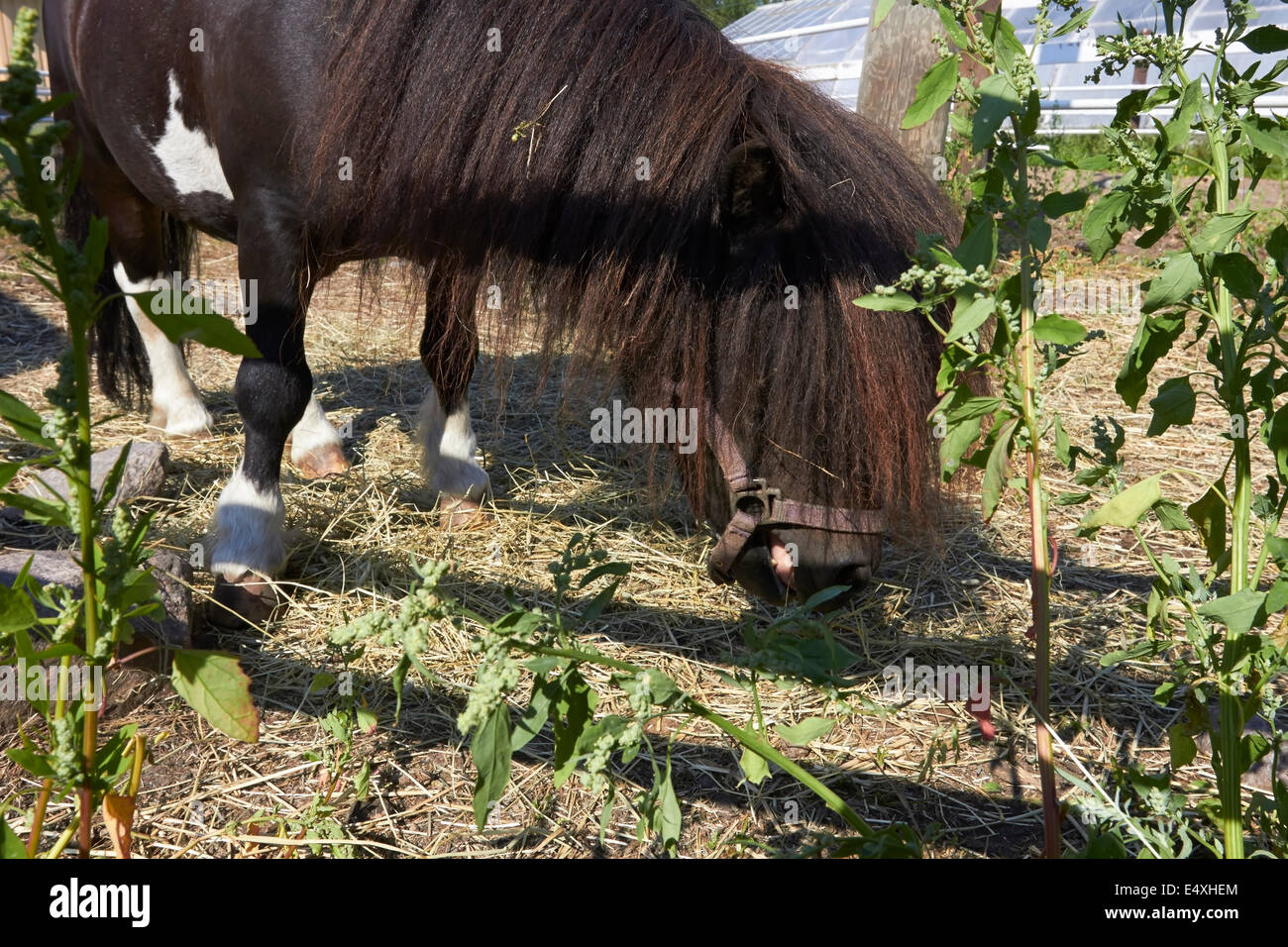 small pony eating hay Stock Photo - Alamy