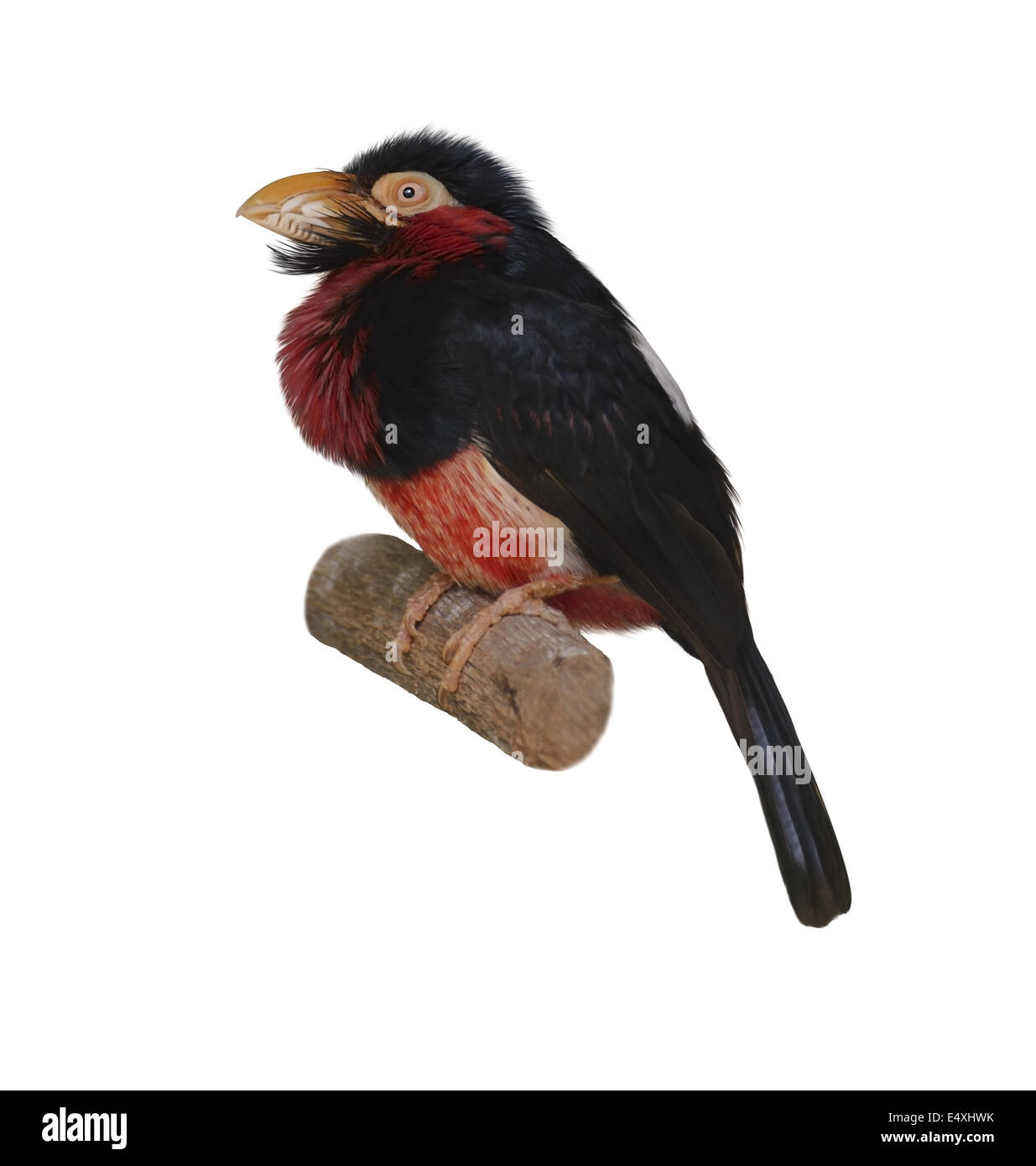 Black barbet Cut Out Stock Images & Pictures - Alamy