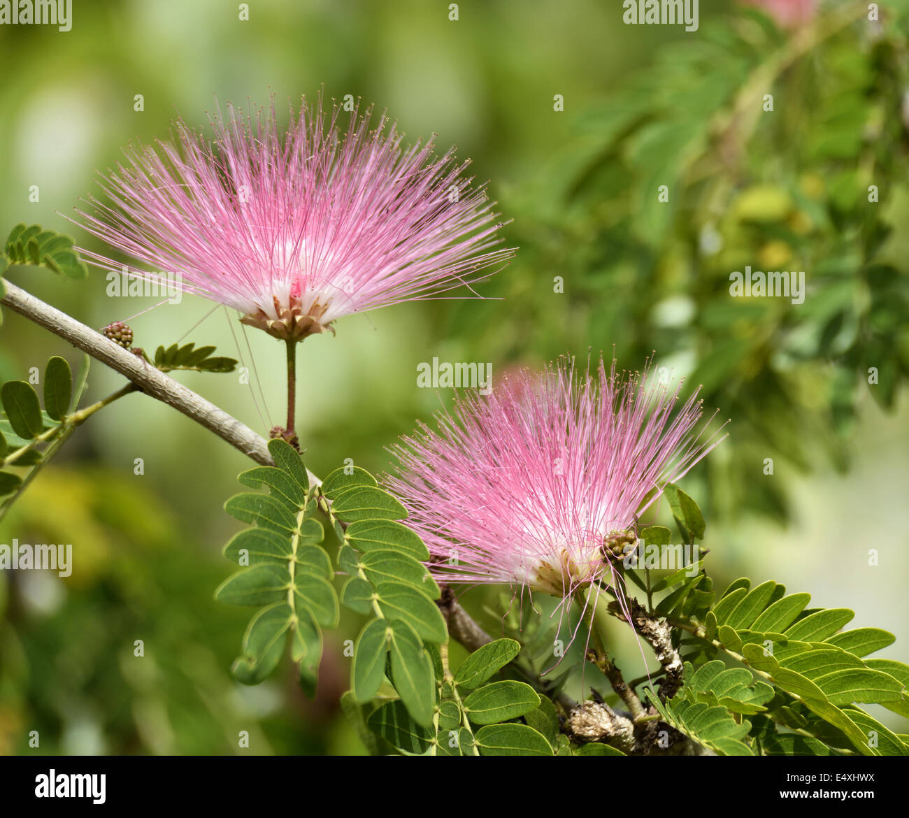 Flowers Of Acacia Stock Photo - Alamy