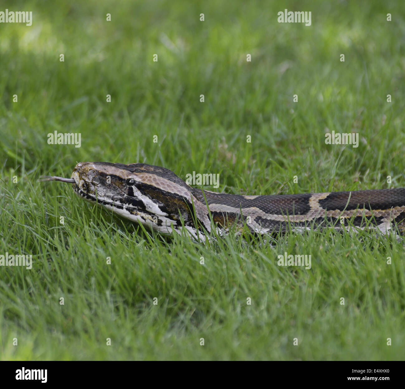 Python In The Grass Stock Photo - Alamy