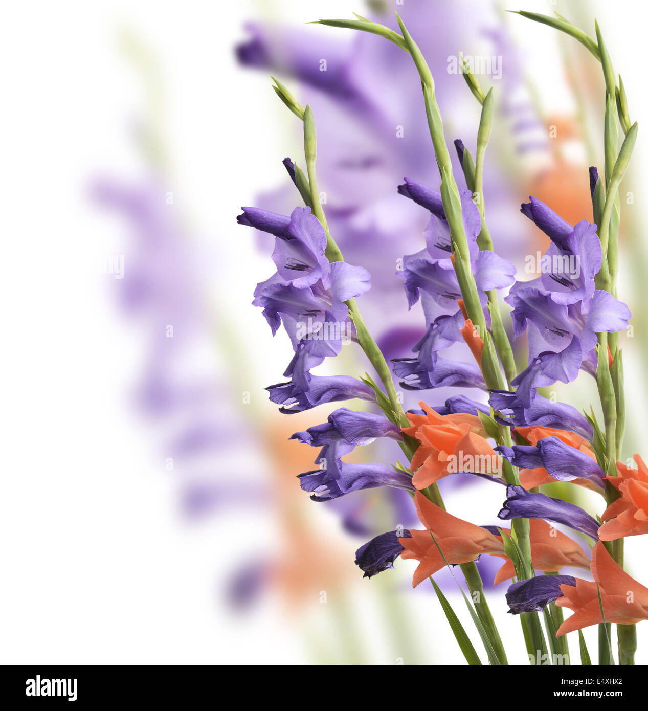 Gladiolus flowers hi-res stock photography and images - Alamy