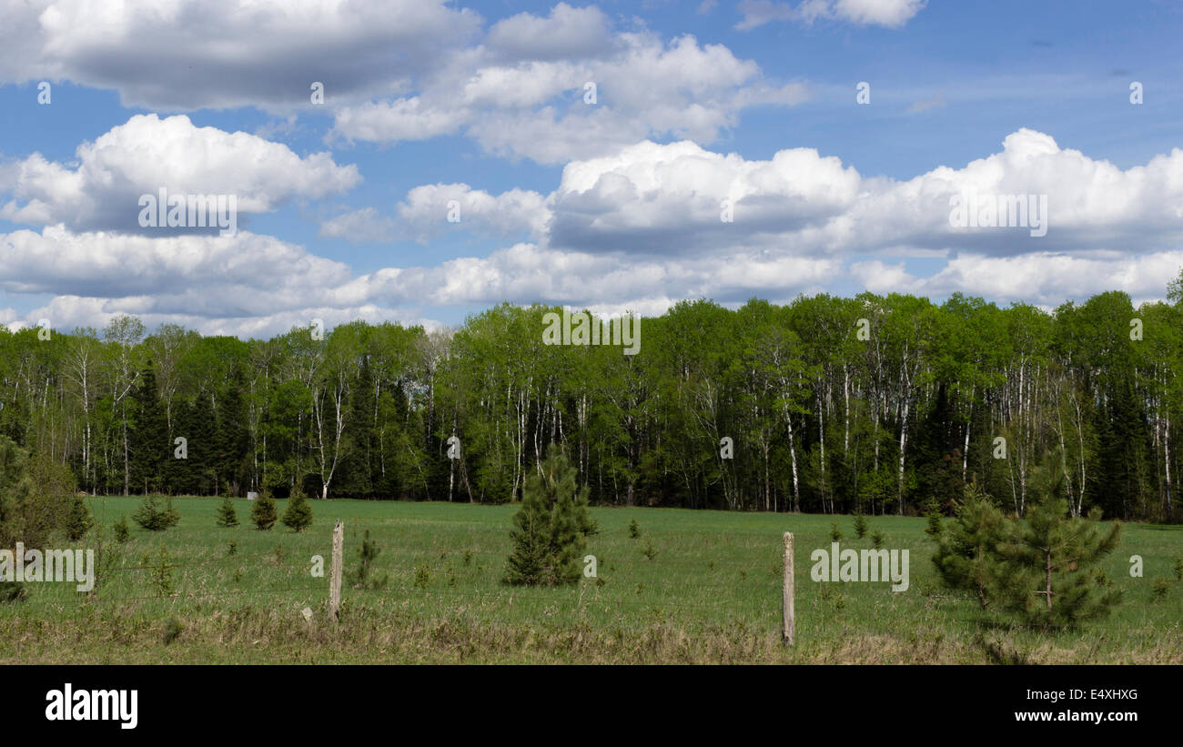 A fenced off meadow surrounded by forest Stock Photo - Alamy