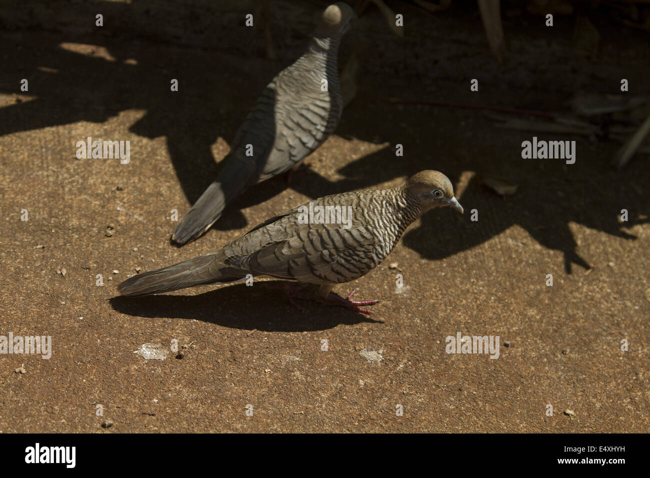 Ground doves hi-res stock photography and images - Alamy